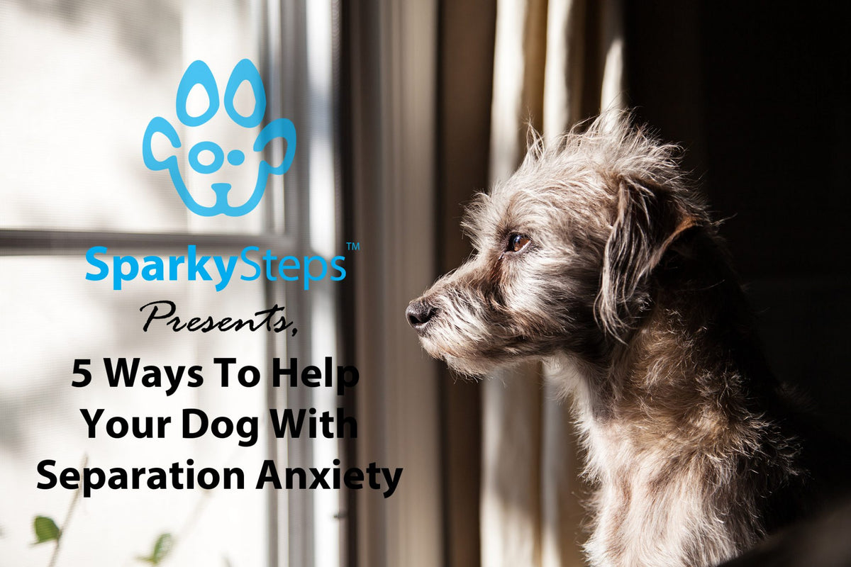 5 Ways to Help Your Dog With Separation Anxiety – Sparky Steps
