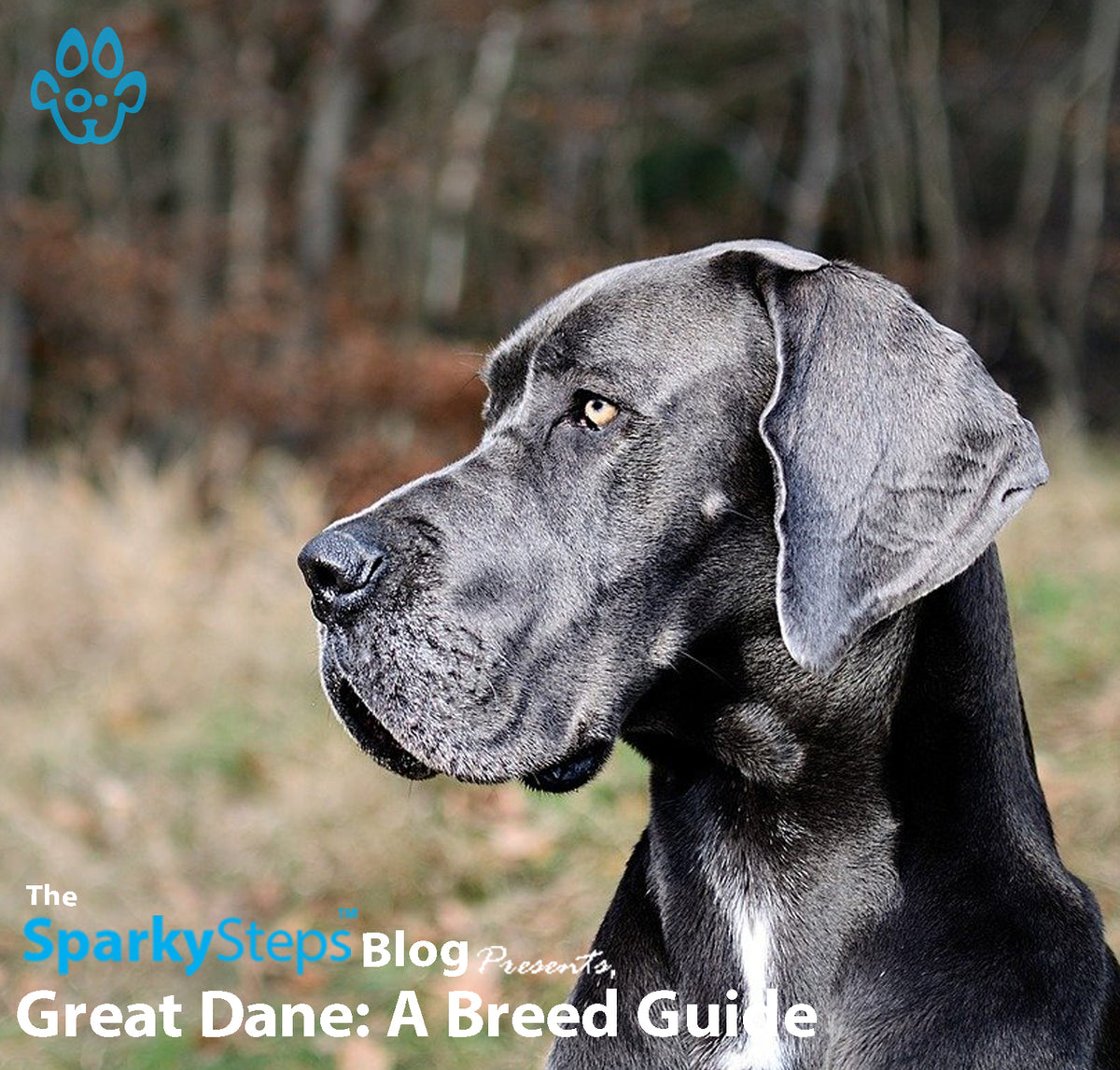 great dane gray