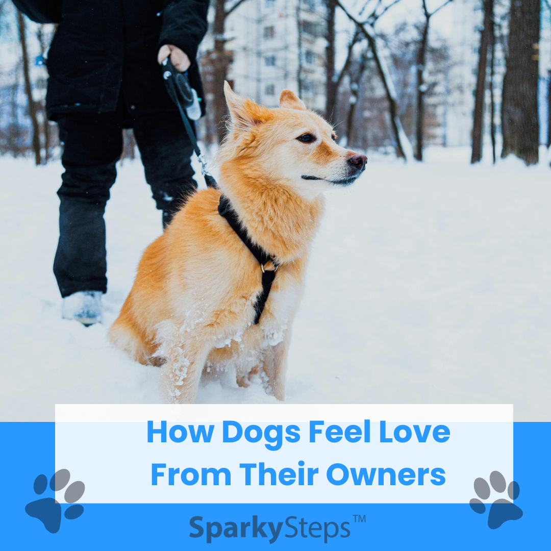 How Dogs Feel Love From Their Owners: The Science Behind Your Bond ...