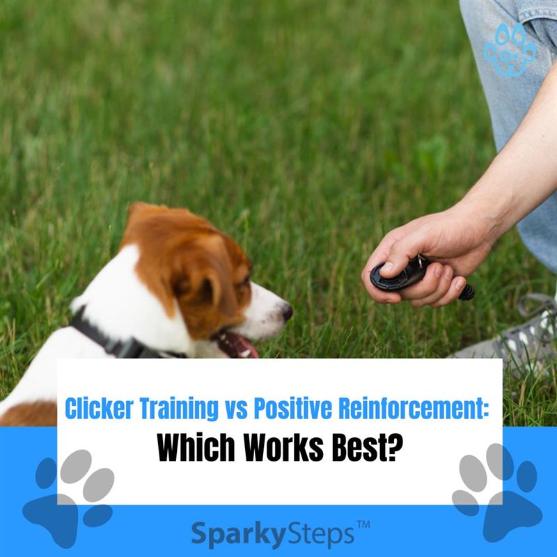 Clicker Training vs Positive Reinforcement: Which Works Best? – Sparky ...