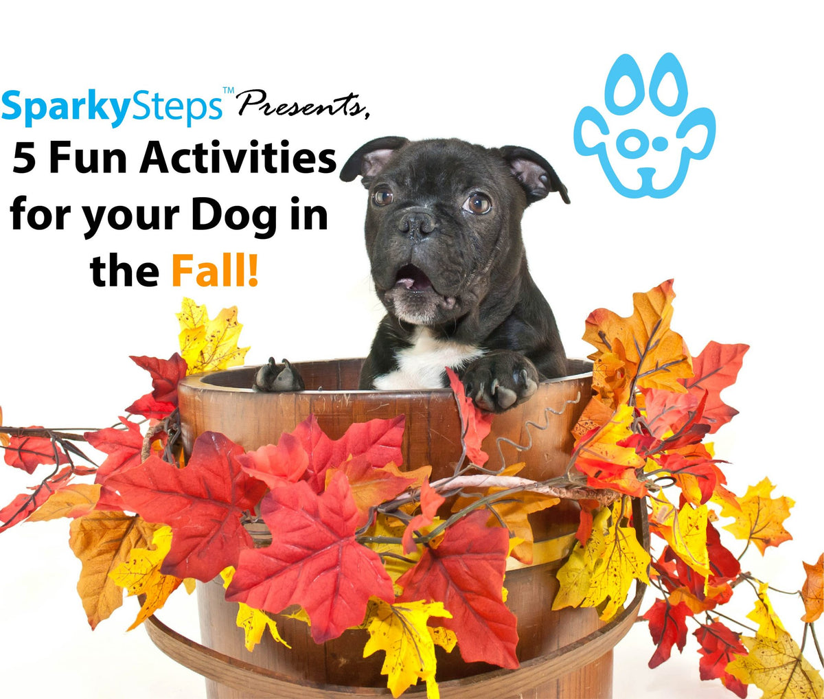 5 Fun Activities for your Dog in the Fall – Sparky Steps
