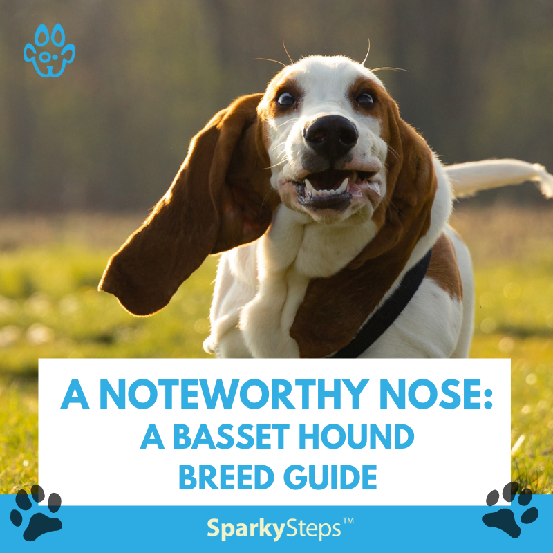 A Noteworthy Nose: A Basset Hound Breed Guide – Sparky Steps