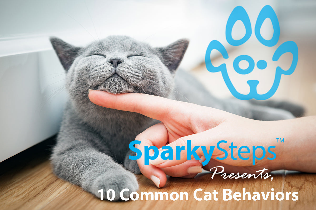 Is That Normal? 10 Common Cat Behaviors You Should Know About – Sparky ...
