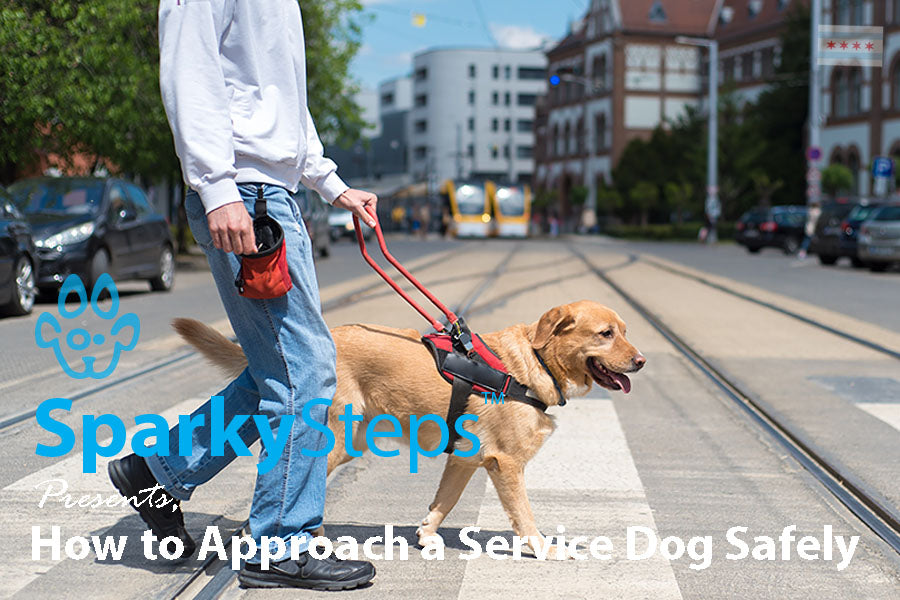 How to Approach a Service Dog Safely – Sparky Steps