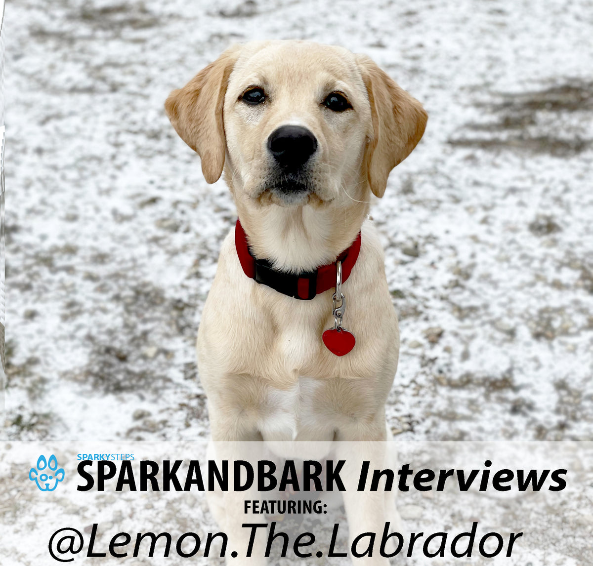 Interview With @Lemon.The.Labrador – Sparky Steps