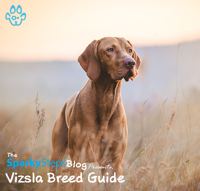Getting to Know the Vizsla: A Breed Guide – Sparky Steps