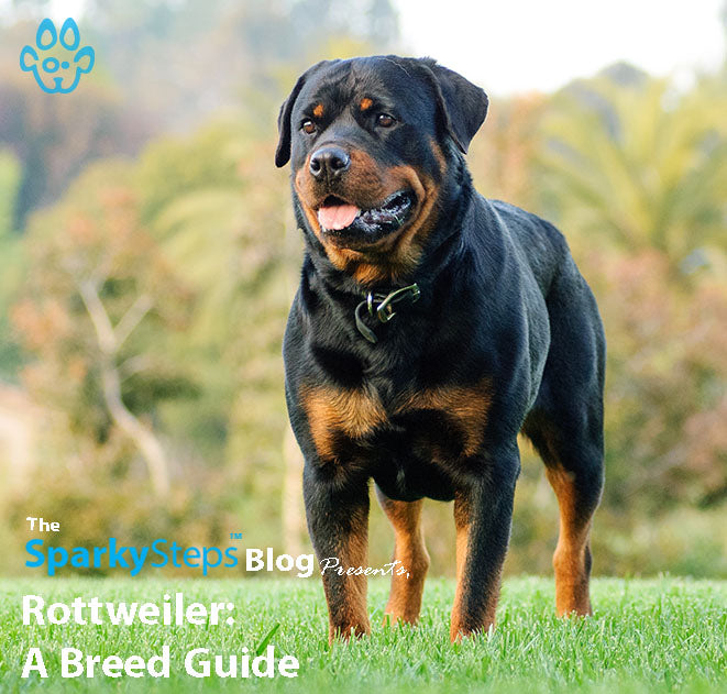 Rottweiler: A Breed Guide – Sparky Steps