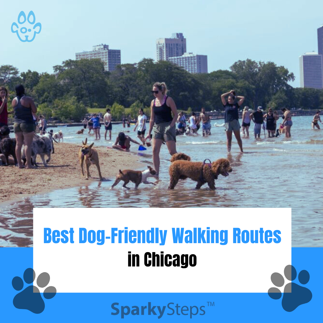 Best Dog-Friendly Walking Routes in Chicago – Sparky Steps