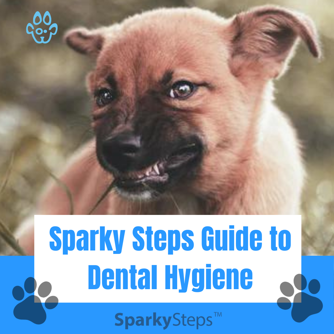 The Struggles and Triumphs of Brushing Your Dog's Teeth: A Sparky Step ...