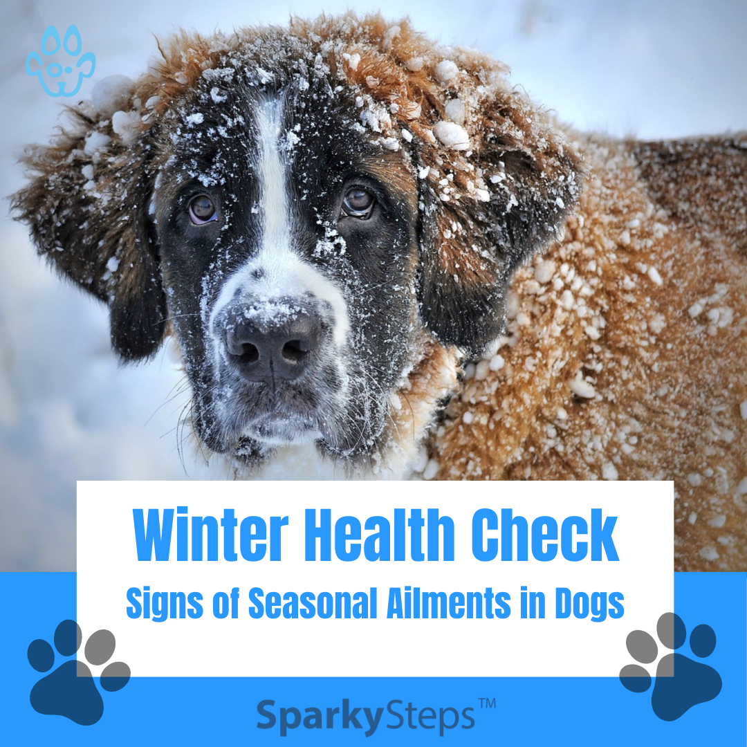 Winter Health Check: Signs of Seasonal Ailments in Dogs – Sparky Steps