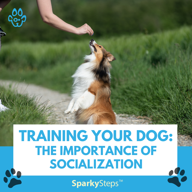 Training Your Dog: The Importance of Socialization – Sparky Steps