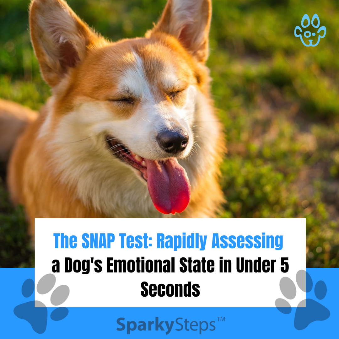 The SNAP Check: Your 5-Second Superpower for Reading Your Dog’s Mood ...