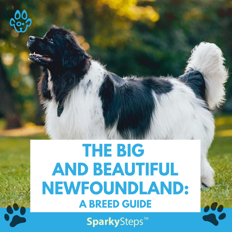 The Big and Beautiful Newfoundland: A Breed Guide – Sparky Steps